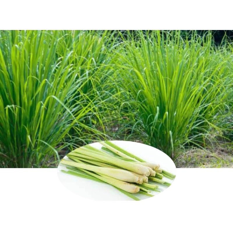 Pokok Serai RM3 / 3 batang pokok hidup / fresh lemongrass / Cymbopogon ...