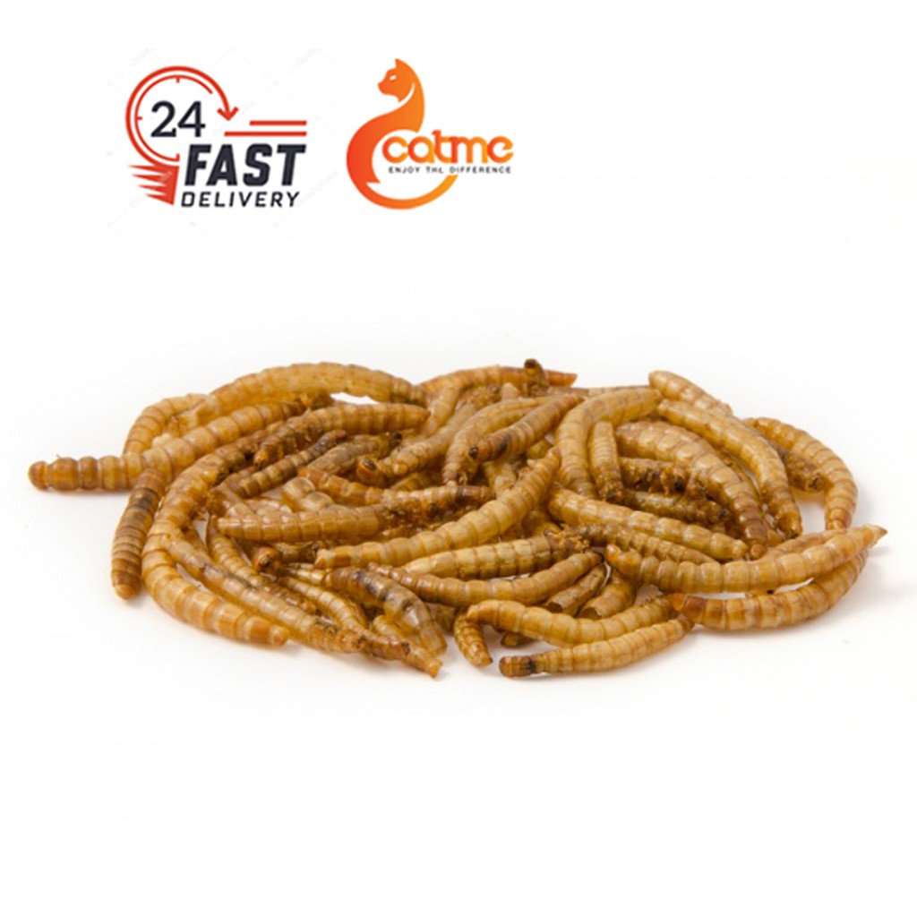 Dried Meal Worm ( Food For Small Animal ) | Shopee Malaysia