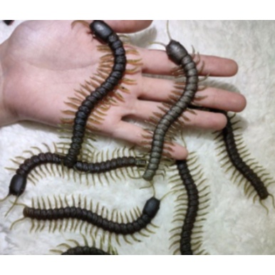 READY STOCK !!! 1 pc fake Centipede , rubber centipede 12 cm prank toys ...