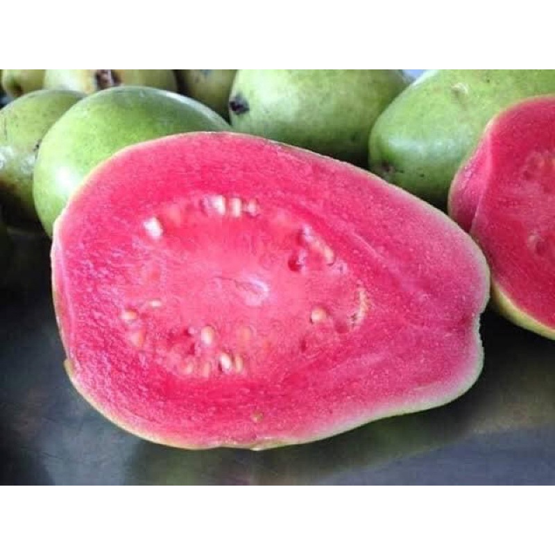 Anak pokok jambu batu pink Hawaii guava seedling live plant | Shopee ...