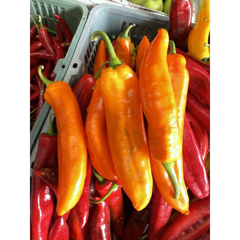 Orange capsicum/long orange capsicum/bell peppers Cameron Highlands ...