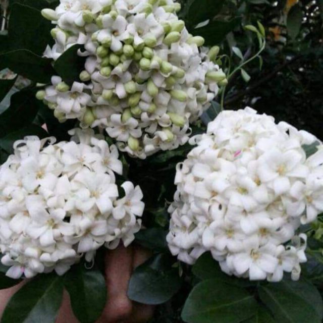 Kemuning sanggul Bunga cantik bunga wangi Dari jauh dah bau wangi ...