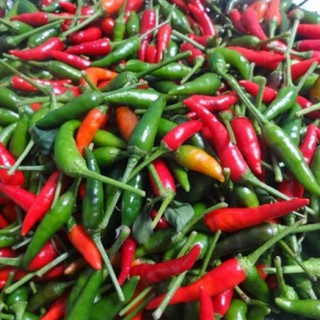 Biji Benih Cili Centil Cili Api Kecil Chili Pepper Chili Seeds (50 ...