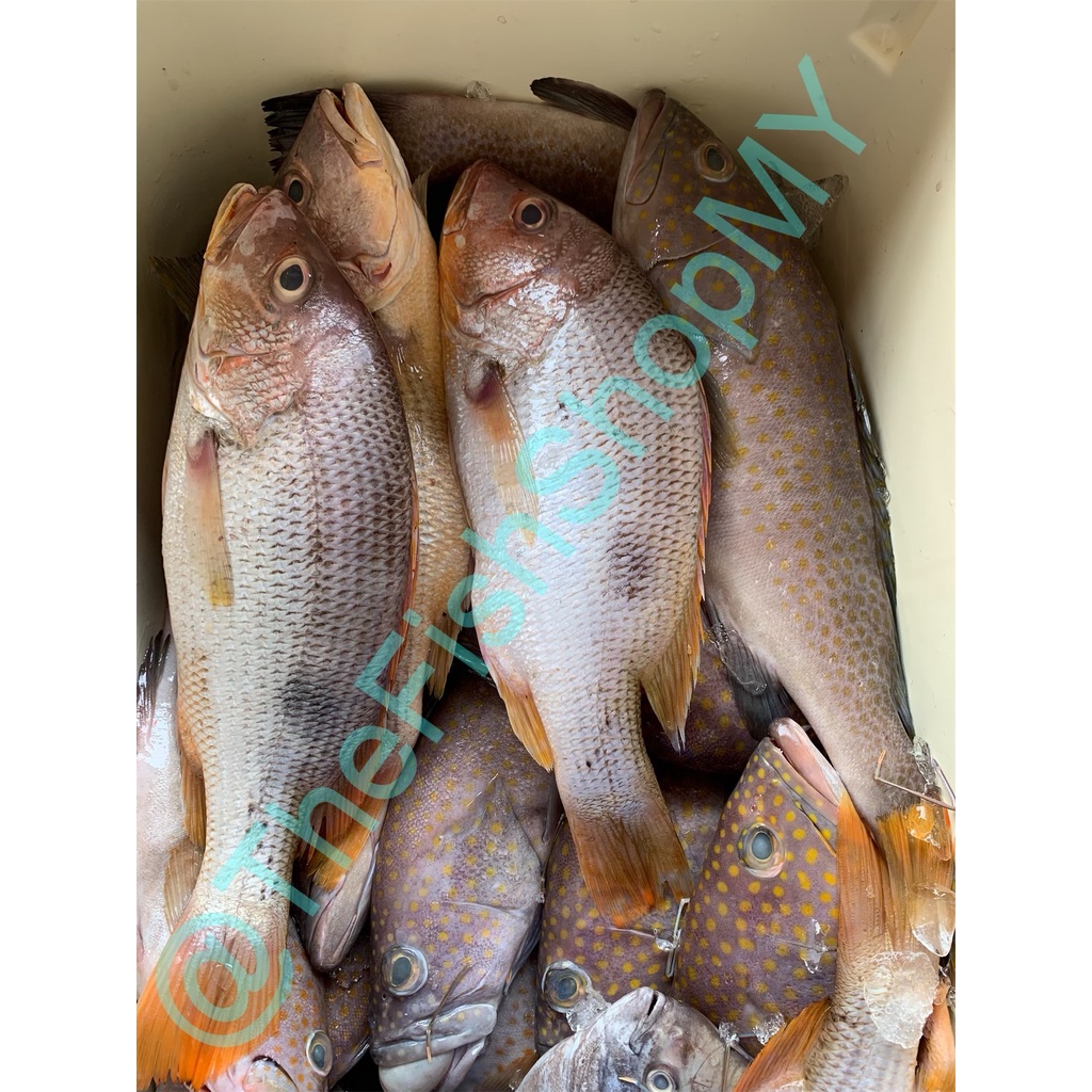 Ikan Jenahak/ Golden Snapper (CUT & CLEANED) | Shopee Malaysia