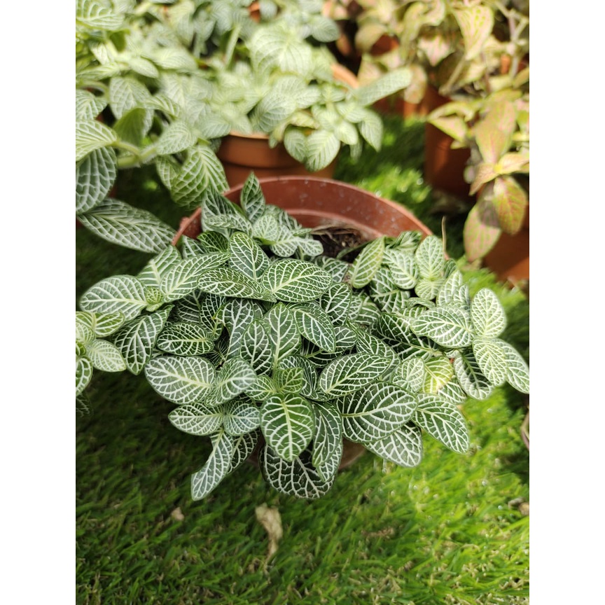 FITTONIA MIX INDOOR PLANTS | Shopee Malaysia