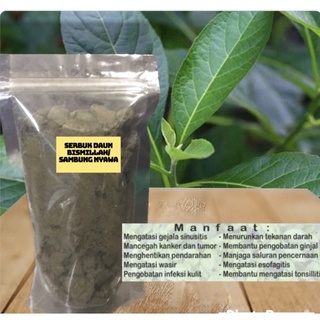 SERBUK DAUN BISMILLAH/DAUN AFRIKA/SAMBUNG NYAWA(100g) | Shopee Malaysia
