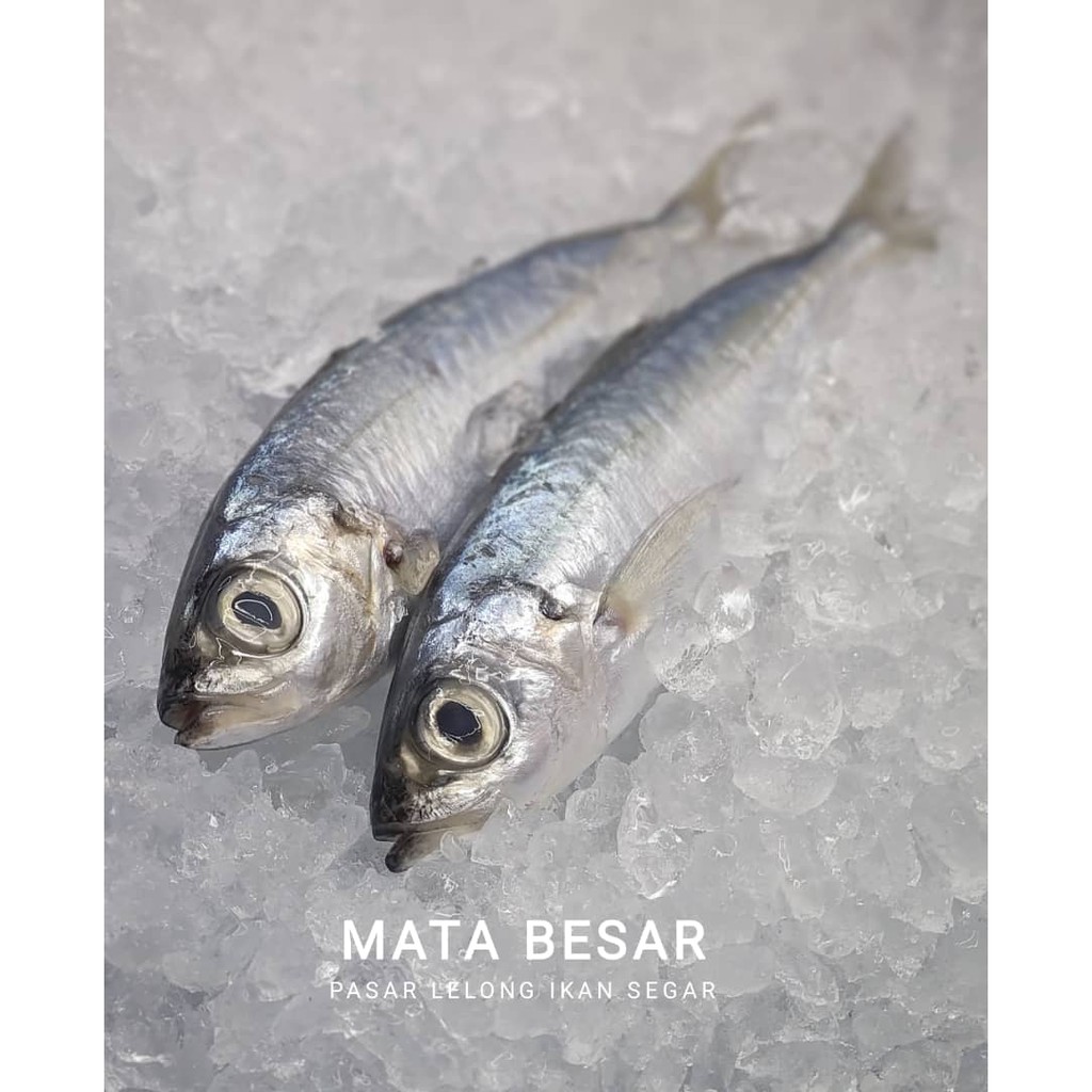 Ikan Mata Besar / Big Eye Tuna | Shopee Malaysia