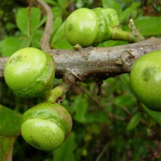 RARE / EXOTIC / NADIR Buah Engkalak / Butter Fruit (Litsea garciae ...