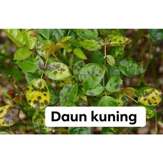 KCK 1000ml Fungus Repellent Pembasmi Fungus Tanaman & Anti-Serangga ...