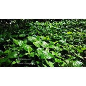 pokok kaduk untuk tujuan benih.sesuai untuk masakan/ulaman/kerabu ...