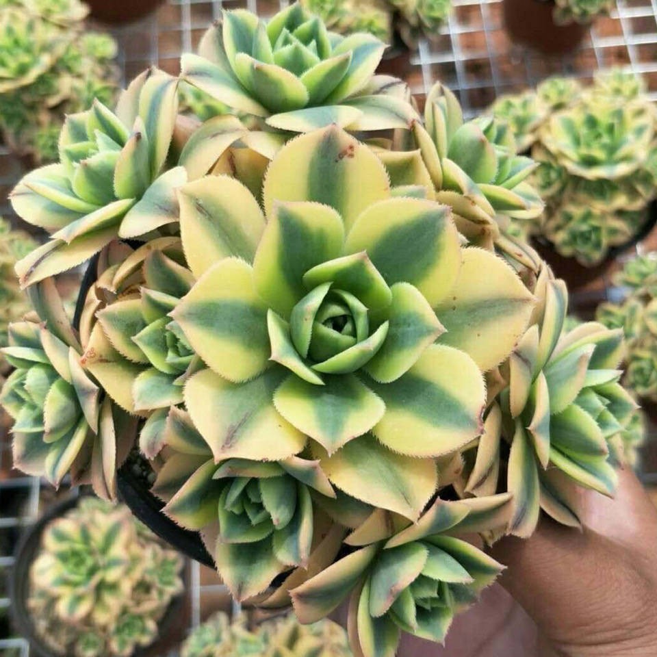 Multi-meat. Plant Master. Star explosive mage. Multi-headless, jungle ...