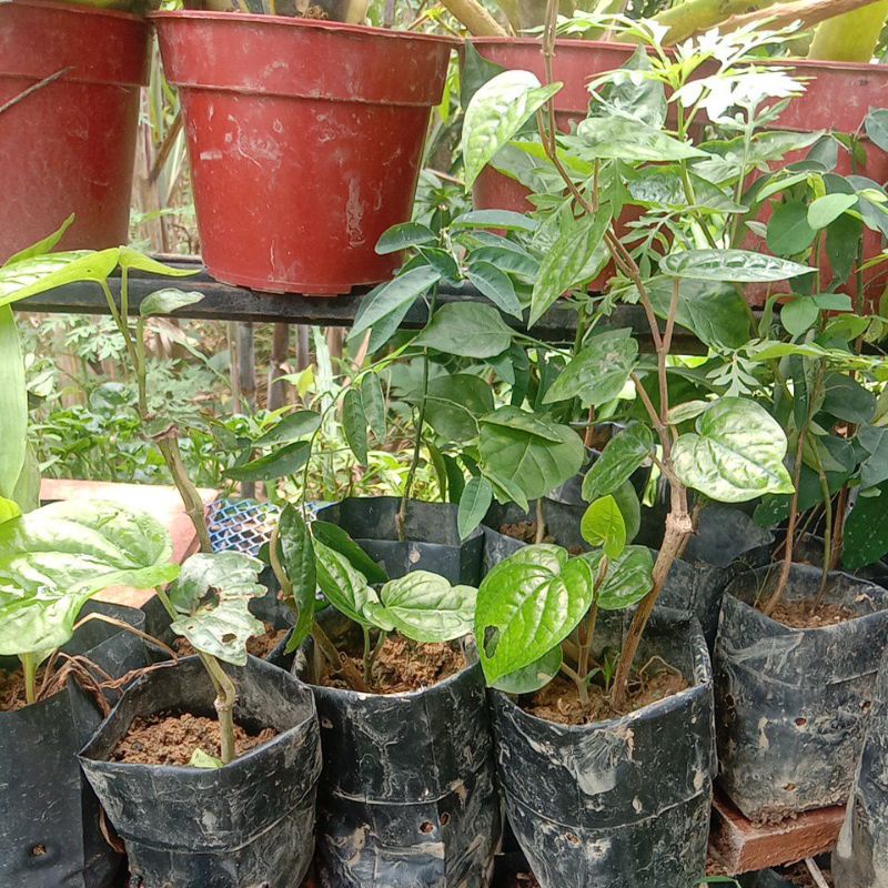 Anak pokok sireh kampung keratan batang dan dalam polibag #hanyayangfresh | Shopee Malaysia