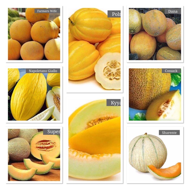 melon seeds ( rare melon varieties) | Shopee Malaysia