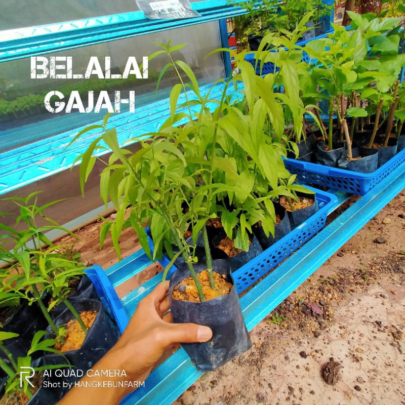 Anak pokok Belalai GAJAH herba (Pokok matang) SABAH SNAKE GRASS Herbs ...