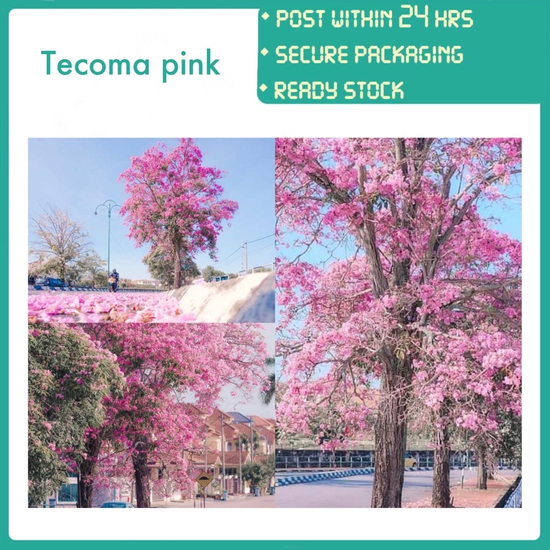 PBN - tecoma pink - pokok bunga nursery trumpet bushes tabebuia rosea ...