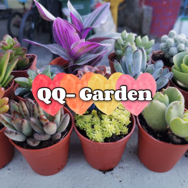 QQ-garden🌱, Online Shop | Shopee Malaysia