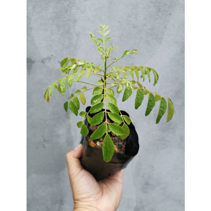 Anak Pokok Daun Kari Live Plant Curry Leaf Tree poly bag | Shopee Malaysia