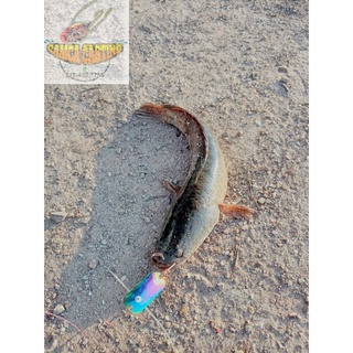 spoon titanium/spoon haruan/camca haruan/sudu haruan/mata kail haruan ...