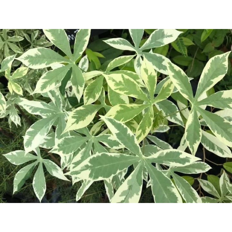 Pokok ubi kayu batik, variegated tapioca/cassava plant | Shopee Malaysia
