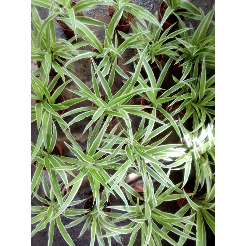 ANAK POKOK SPIDER PLANT | Shopee Malaysia