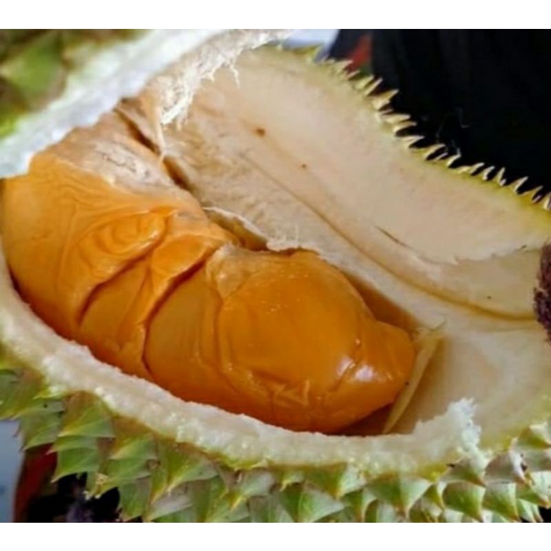 Pokok Durian Udang Merah | Shopee Malaysia