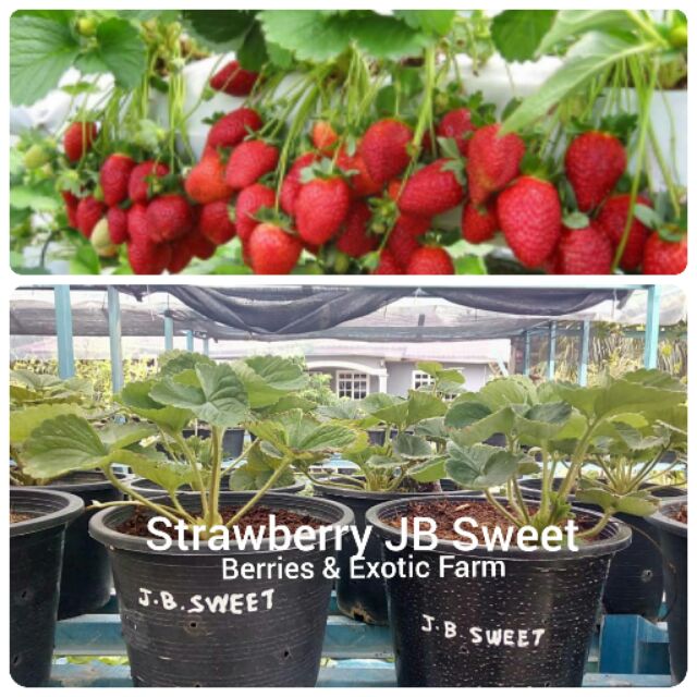 Pokok Strawberry JB Sweet -- Pokok Stabil (Tanah Rendah / Low Land ...