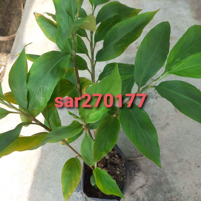 Pokok Lempoyang (herba) | Shopee Malaysia