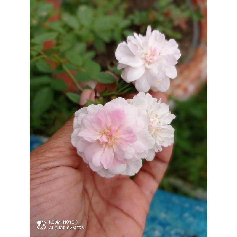 Anak Benih Pokok Bunga Ros Kampung Pink Lembut/ Rose Pengantin/Rose ...