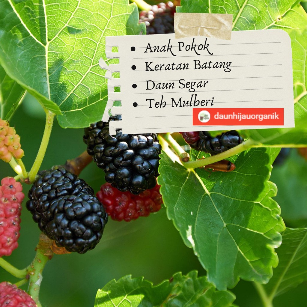 Anak Pokok Mulberry / Keratan Batang / Daun Mulberi Fresh dari Pokok ...