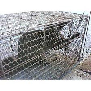 Perangkap Sangkar Tikus Musang Tupai Kucing Cat Trap Cage mouse Weasel ...