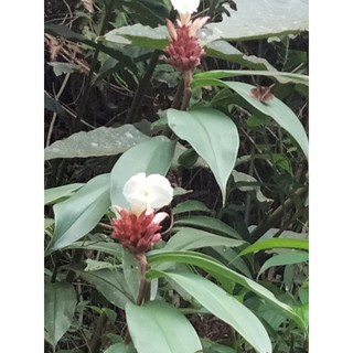 pokok setawar hutan yang cantik dan banyak khasiat perubatan. | Shopee ...