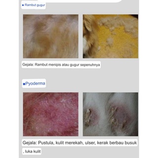 Spray Kurap Luka Kudis Gatal Ruam Kutu Hama Bulu Gugur Kulat Bernanah ...