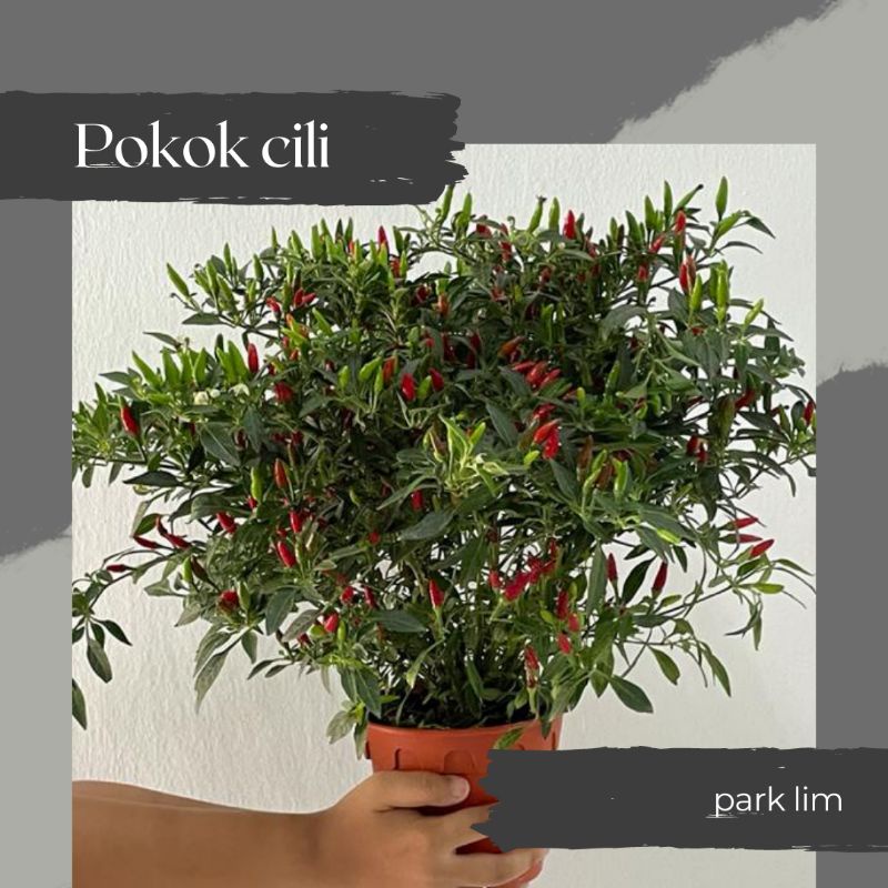 Anak Pokok Cili/Pokok Cili Padi/Pokok Cili Kampung | Shopee Malaysia