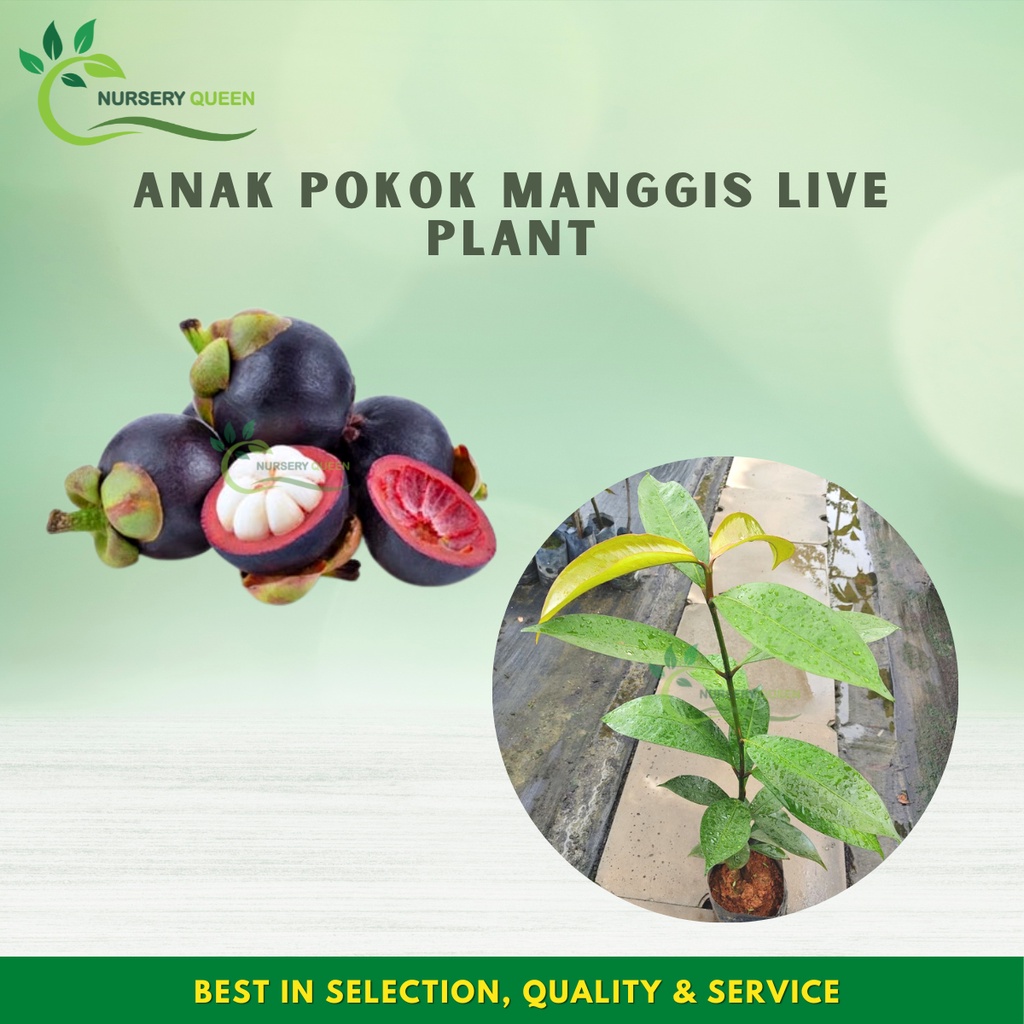 Anak Pokok Manggis [4 TREE MAX EACH SHIP] Live Plant Pokok Hidup | Shopee Malaysia