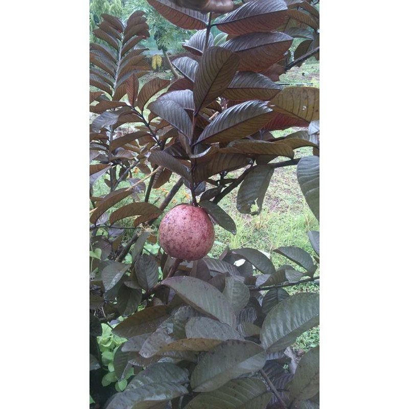 jambu batu merah pokok tut | Shopee Malaysia