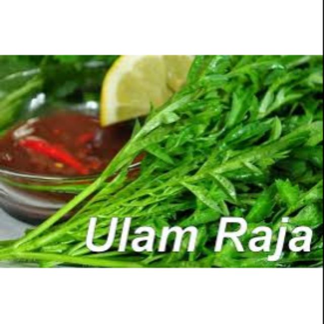 Benih ulam raja/ ULAM | Shopee Malaysia