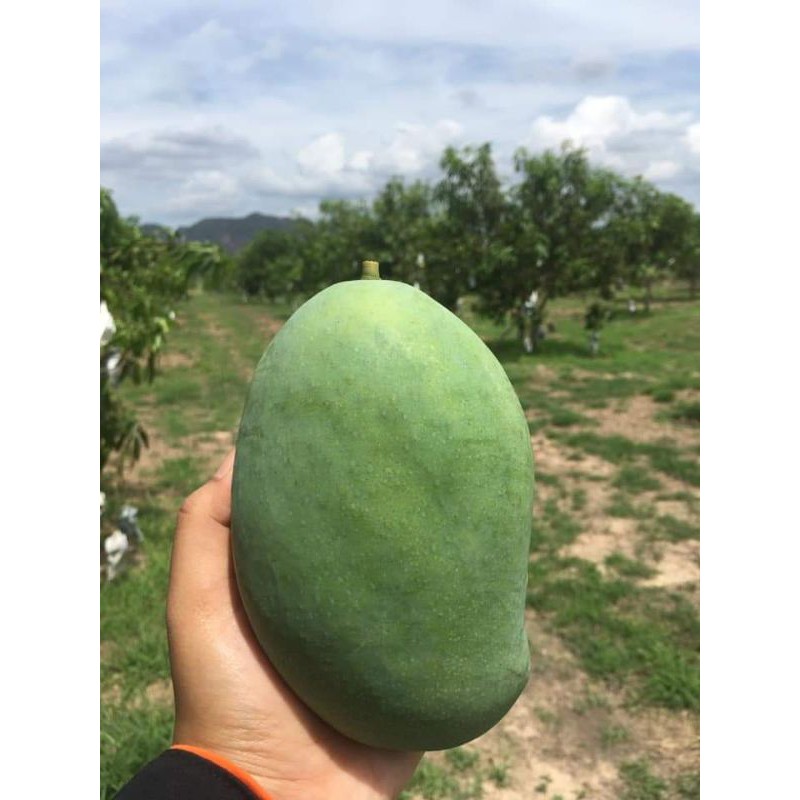 Buah Mempelam / Mangga Harum Manis Perlis Original 1kg rm35 | Shopee ...