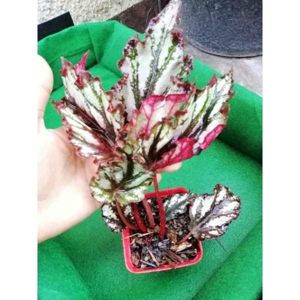 idaman garden 818 pokok begonia set harga 3pokok | Shopee Malaysia