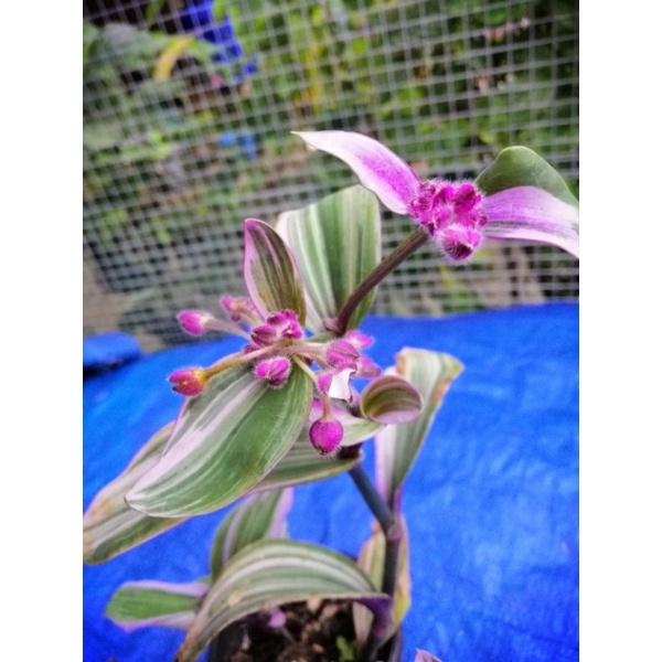idaman garden 818 pokok telinga kera berpasu corak pink | Shopee Malaysia