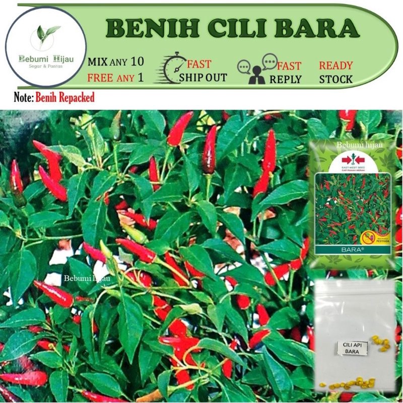 20++ biji benih CILI BARA chili seed repacked | Shopee Malaysia