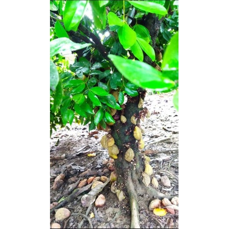 ANAK POKOK BUAH KATAK PURU/NAM NAM | Shopee Malaysia