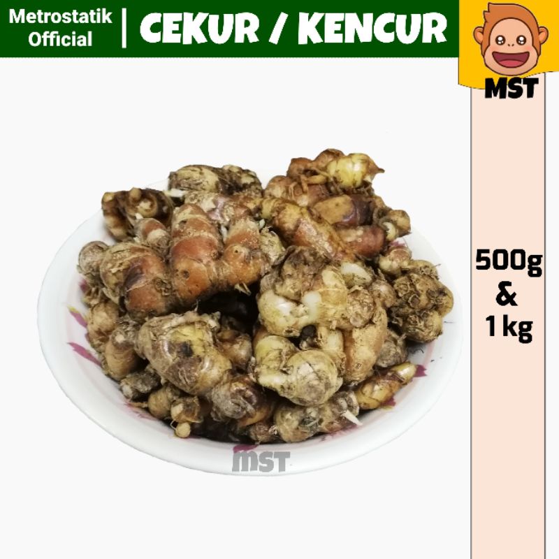 Isi Rizom Cekur/Kencur/Cengkor | Kaempferia Galanga Untuk Jamu & Benih ...