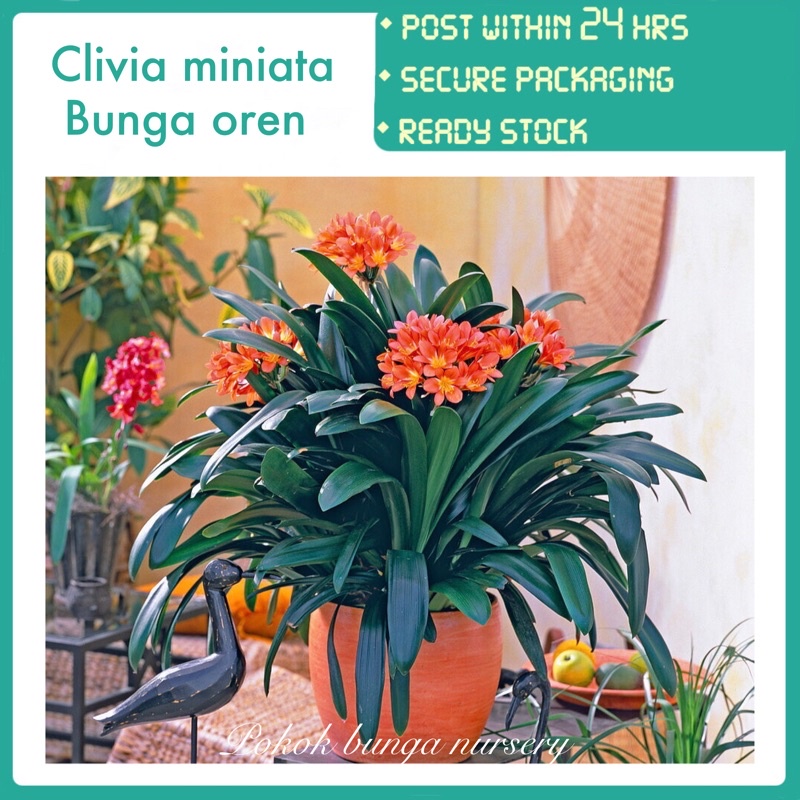 PBN - Clivia miniata - orange flower pokok bunga nursery oren flame ...