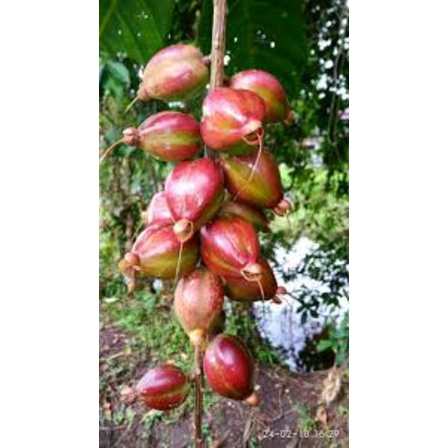 Pokok Putat | Pokok Ulam | Ready Stock | PGMall