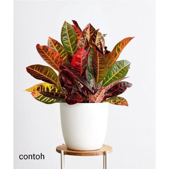 Pokok Bunga Puding Hidup Variegated Crotons Hiasan Rumah/Living ...
