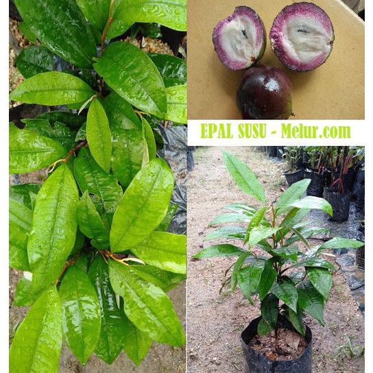 MDC-Chrysophylum cainito Seedling/ Anak Pokok Buah Epal Susu | Shopee Malaysia