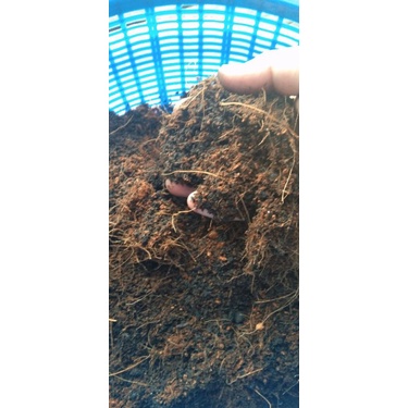 cocopeat mix tanah hitam organik untuk tanaman | Shopee Malaysia
