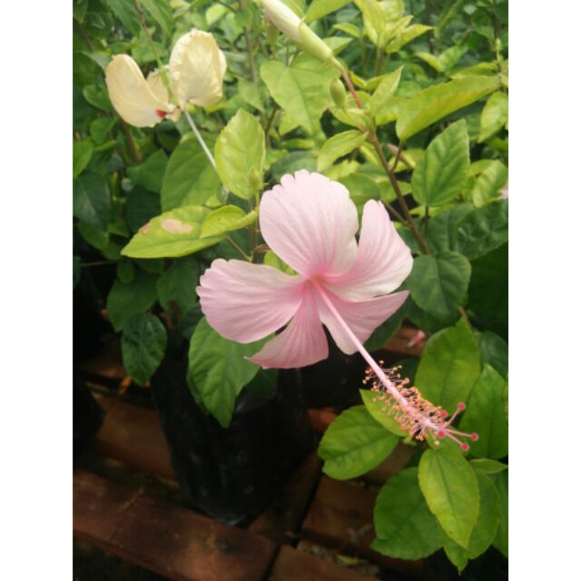 Pokok Bunga Raya plant | Shopee Malaysia