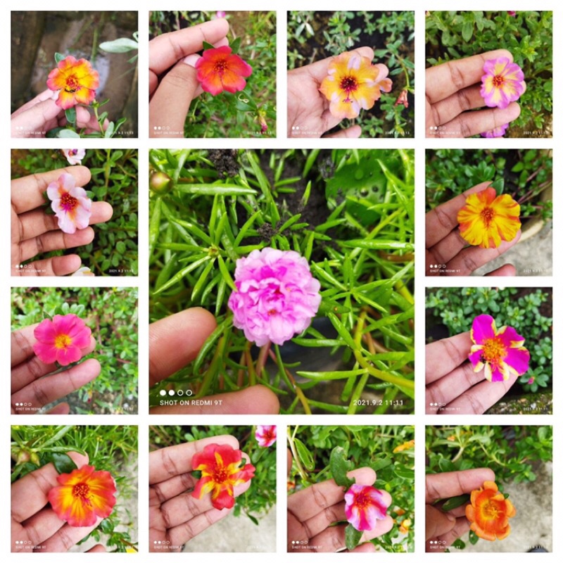 Bunga kembang pukul 10 keratan batang (3 keratan) | Shopee Malaysia