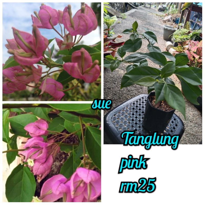 bunga kertas sabah/anak pokok bunga kertas (variasi tanglong) | Shopee ...